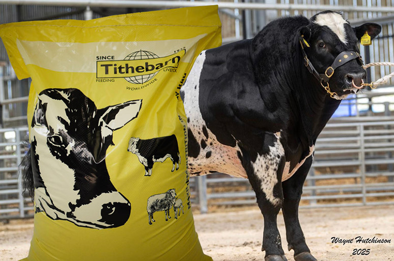 Beef Cattle livestock feed supplements