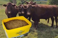 Beef Cattle livestock feed supplements