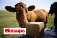 Beef Cattle livestock feed supplements