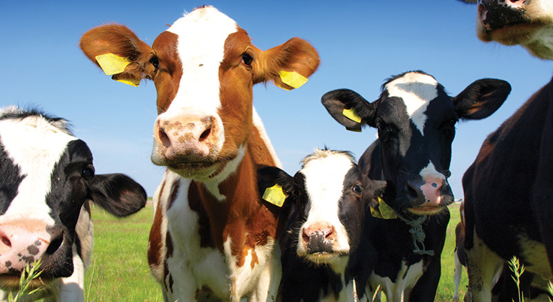 Dairy Cattle livestock feed supplements