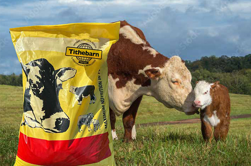 Beef Cattle livestock feed supplements