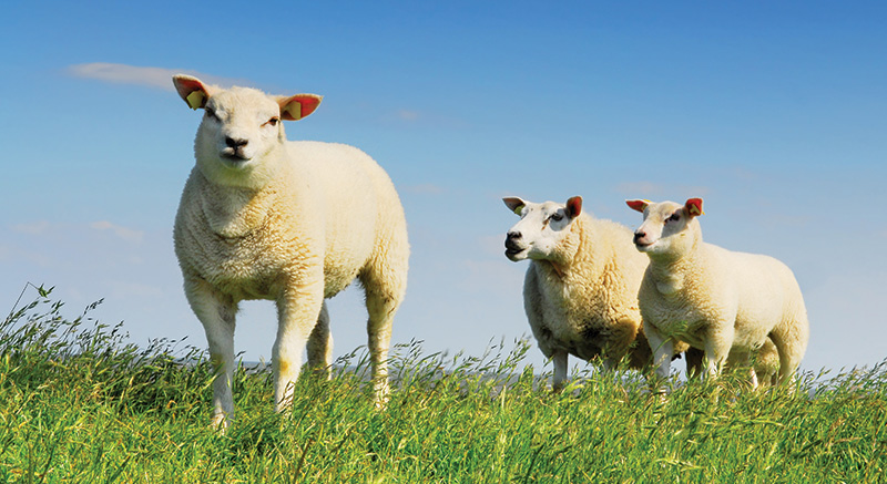 Sheep livestock feed supplements